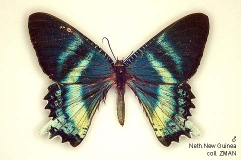 Papua Insects Foundation (Lepidoptera/Uraniidae/Uraniinae/Alcides orontes)